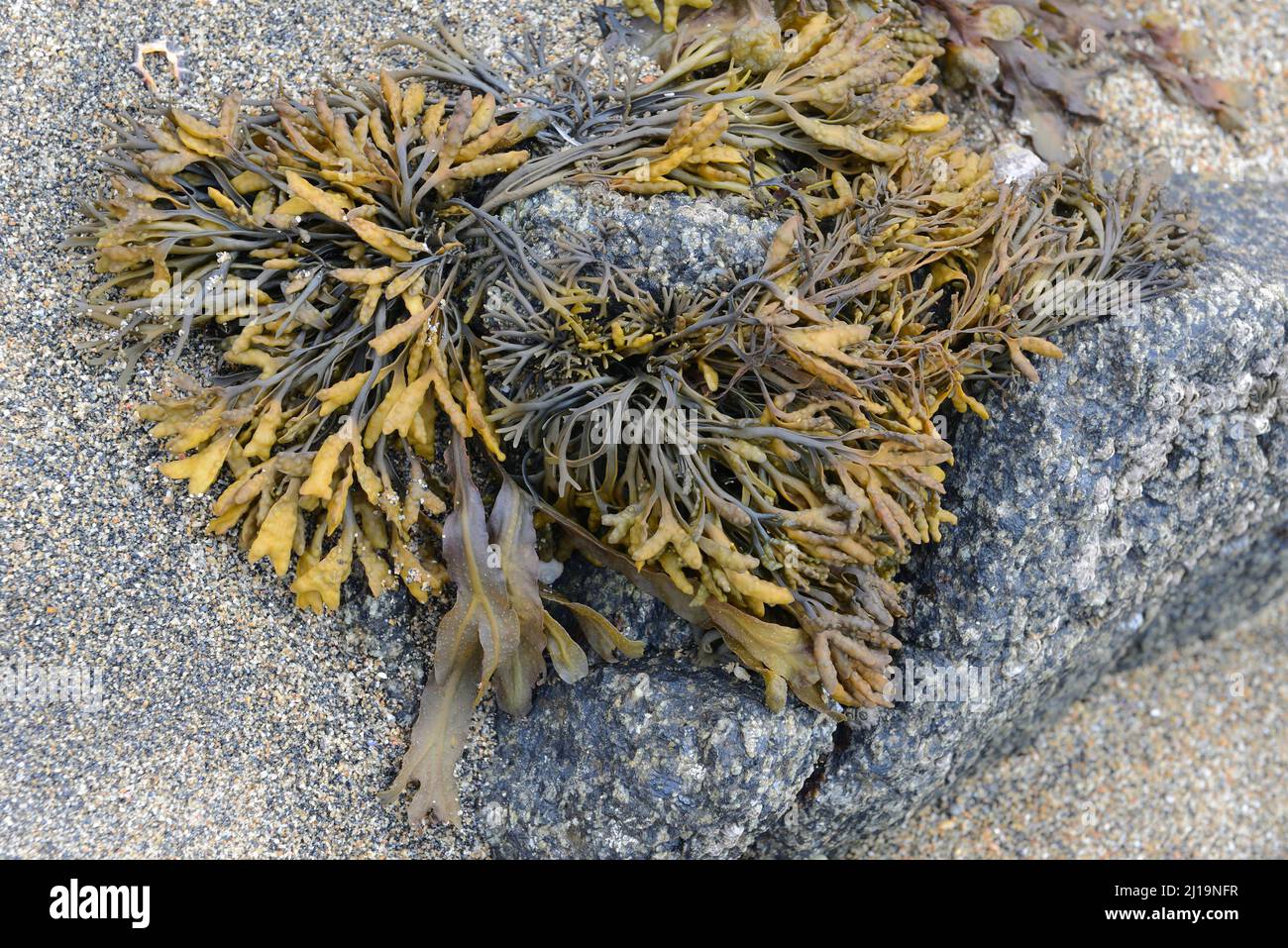 Spiral wrack (Fucus spiralis) and channelled wrack (Pelvetia ...