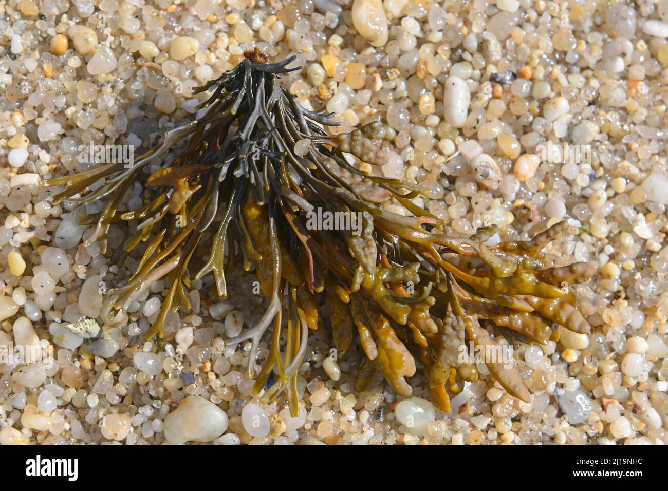 Spiral wrack (Fucus spiralis) and channelled wrack (Pelvetia ...