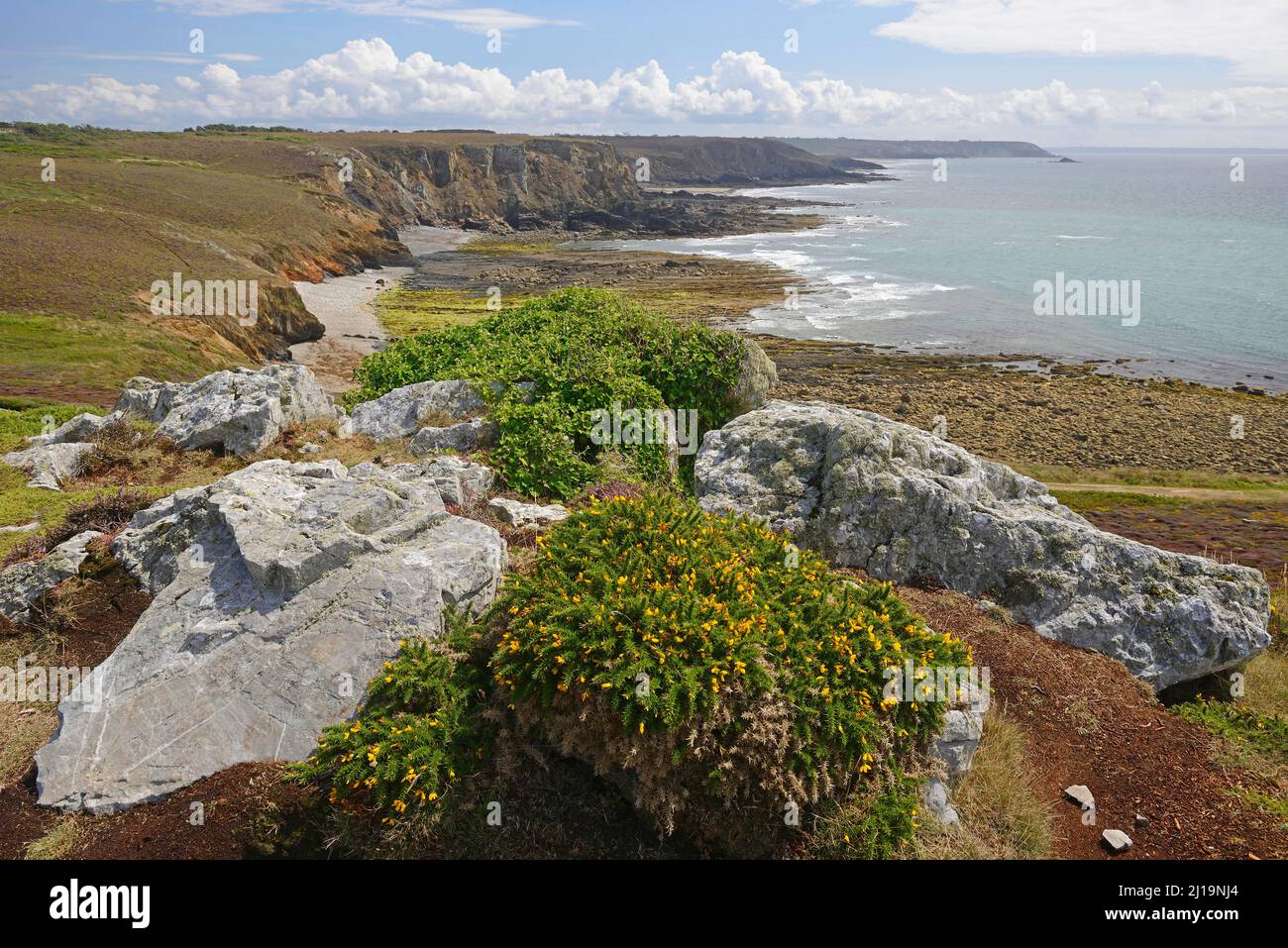 Common gorse (Ulex europaeus) on rocky bay, Pointe de Dinan, Brittany ...