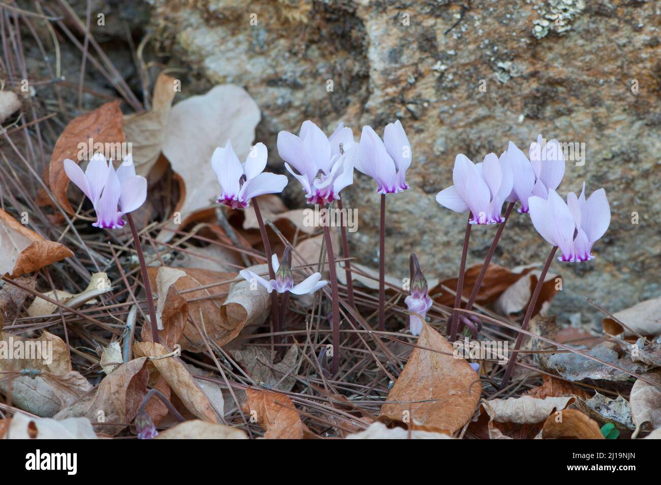 Cyclamen cilicium plant hi-res stock photography and images - Alamy