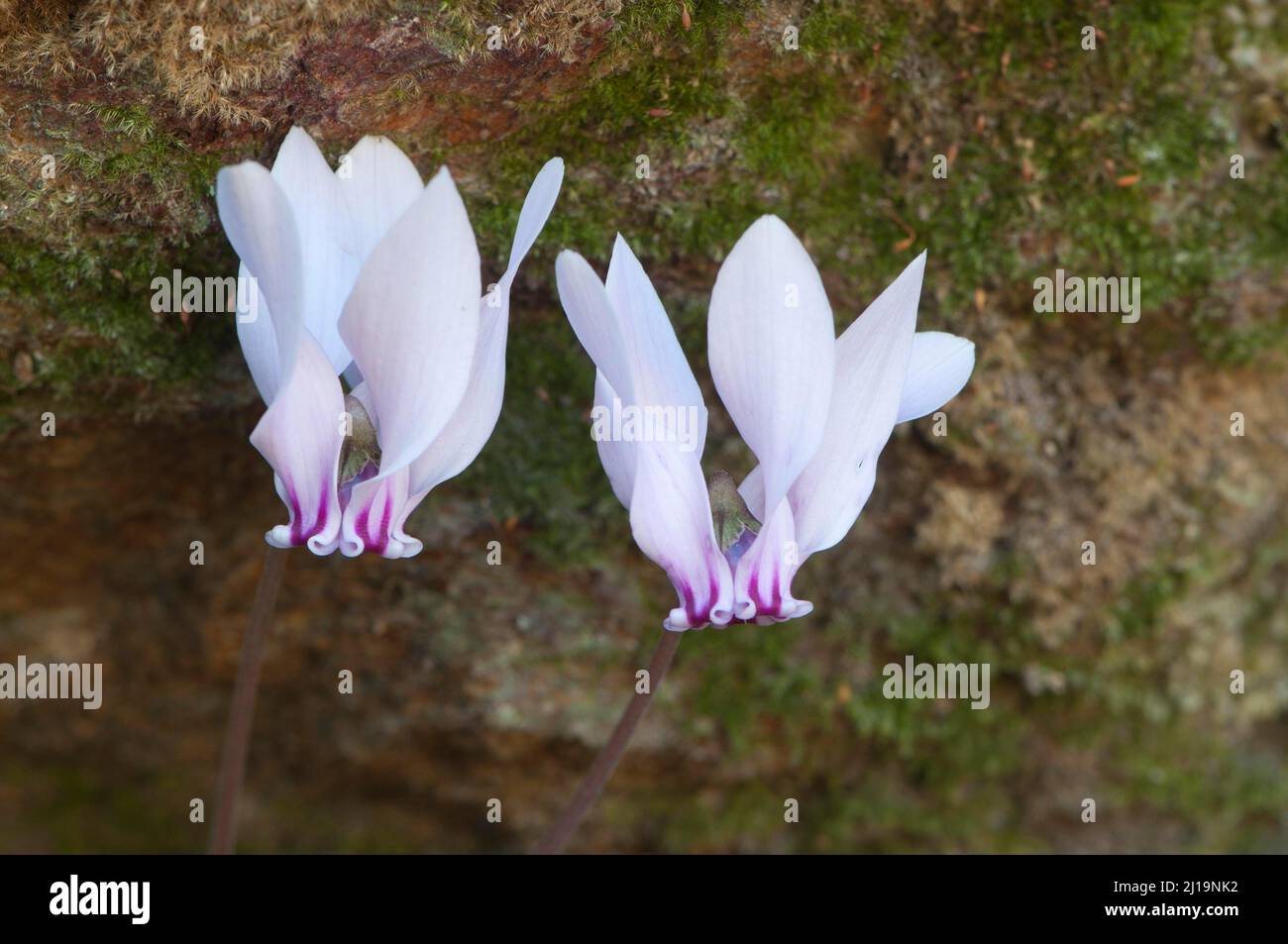 Cyclamen cilicium plant hi-res stock photography and images - Alamy