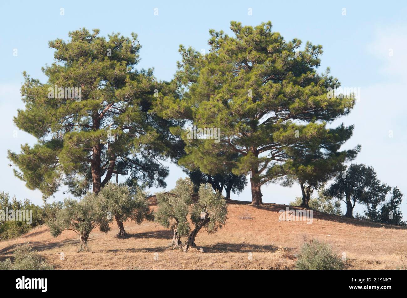 Stone pines (Pinus pinea), Izmir Province, Turkey Stock Photo - Alamy