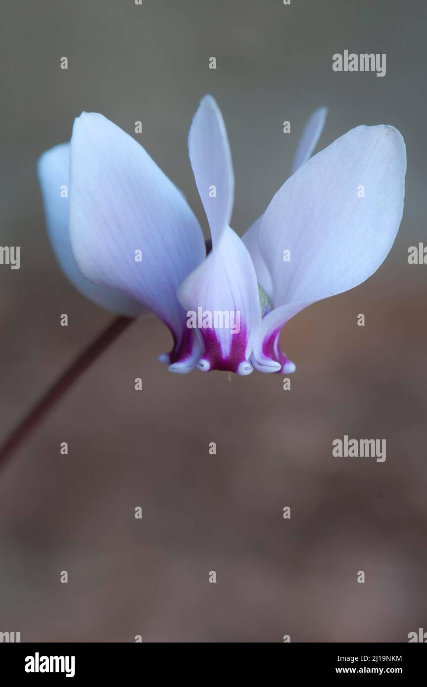 Anatolian violet (Cyclamen cilicium), Izmir Province, Turkey Stock ...