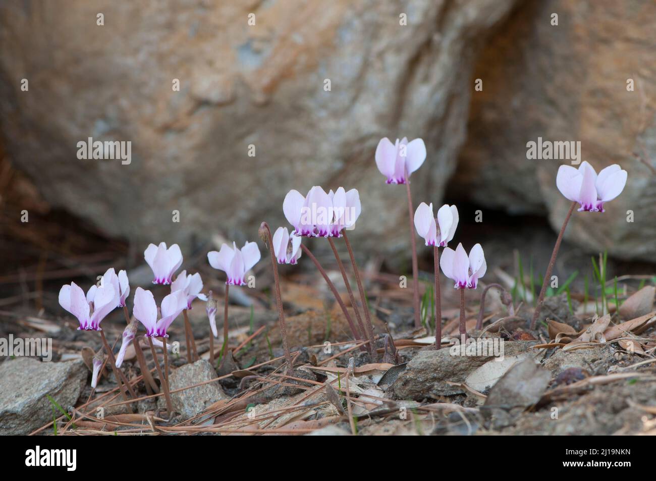 Anatolian violet (Cyclamen cilicium), Izmir Province, Turkey Stock ...