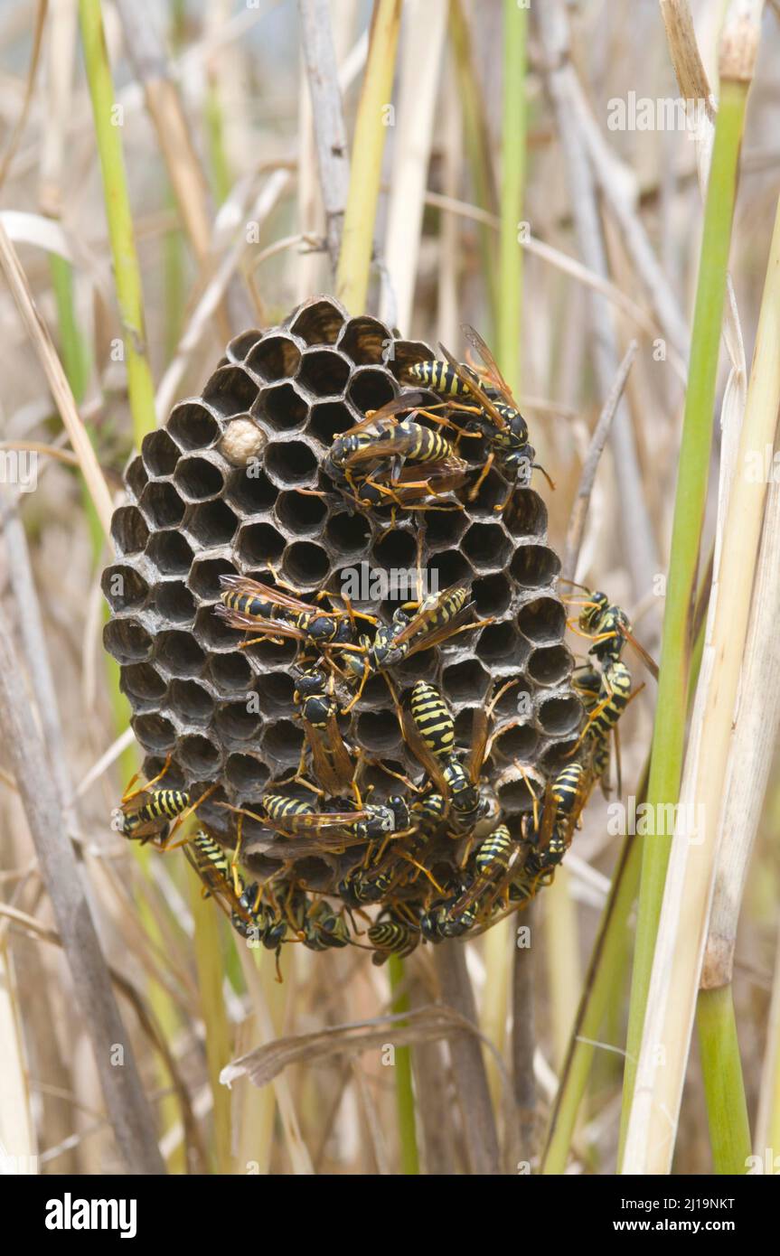 Polistes gallicus hi-res stock photography and images - Alamy