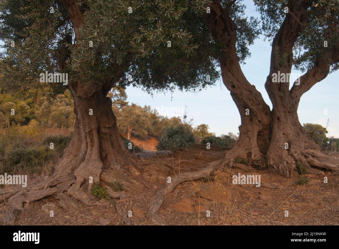Olive (Olea europaea), Izmir Province, Turkey Stock Photo - Alamy