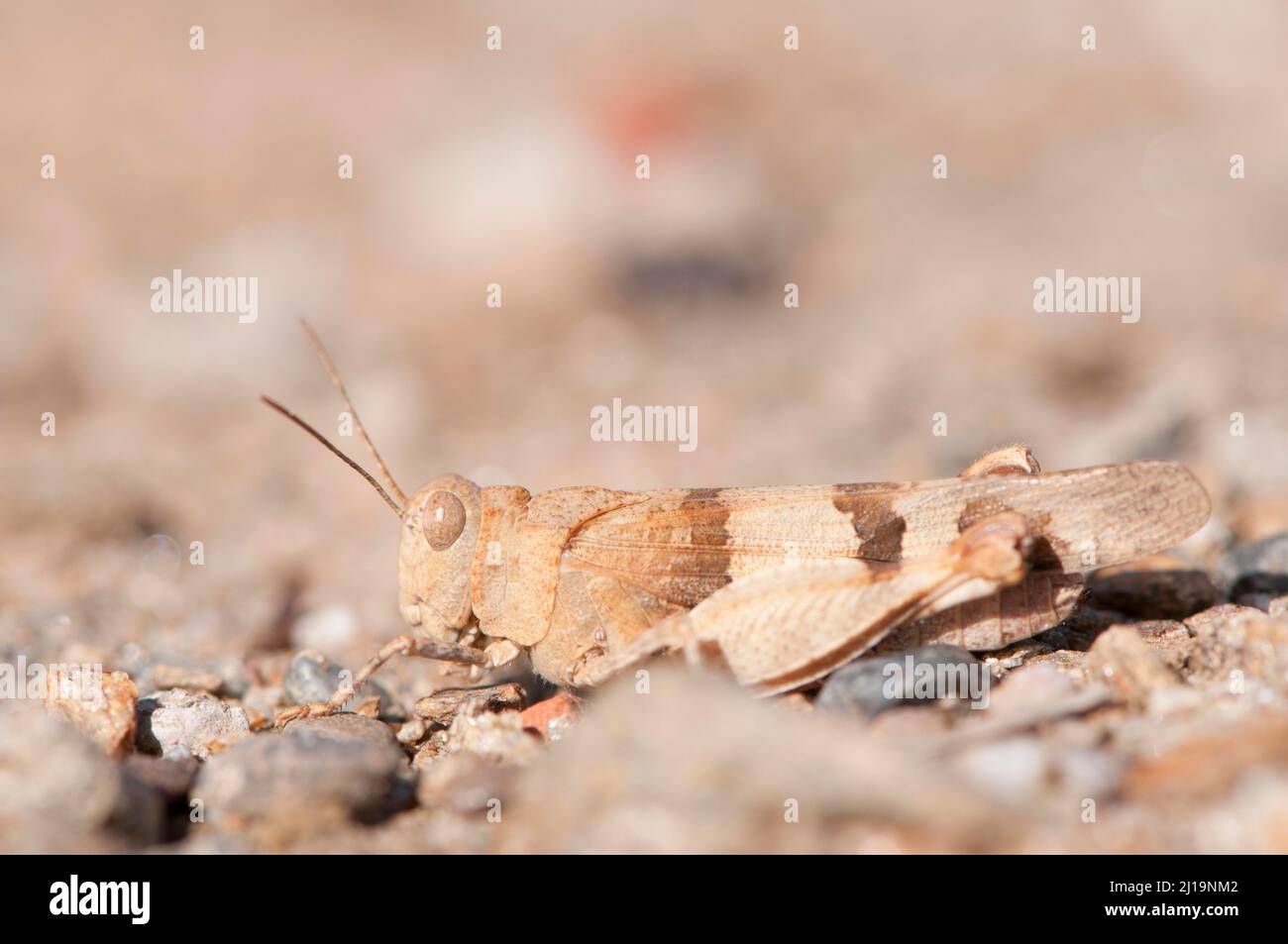 Red-winged grasshopper (Oedipoda germanica), Izmir Province, Turkey ...