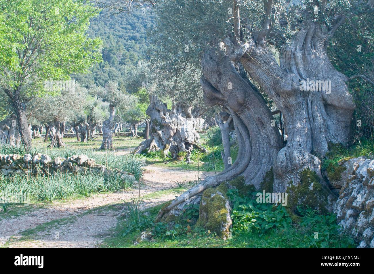 Olive (Olea europaea), Majorca, Spain Stock Photo - Alamy