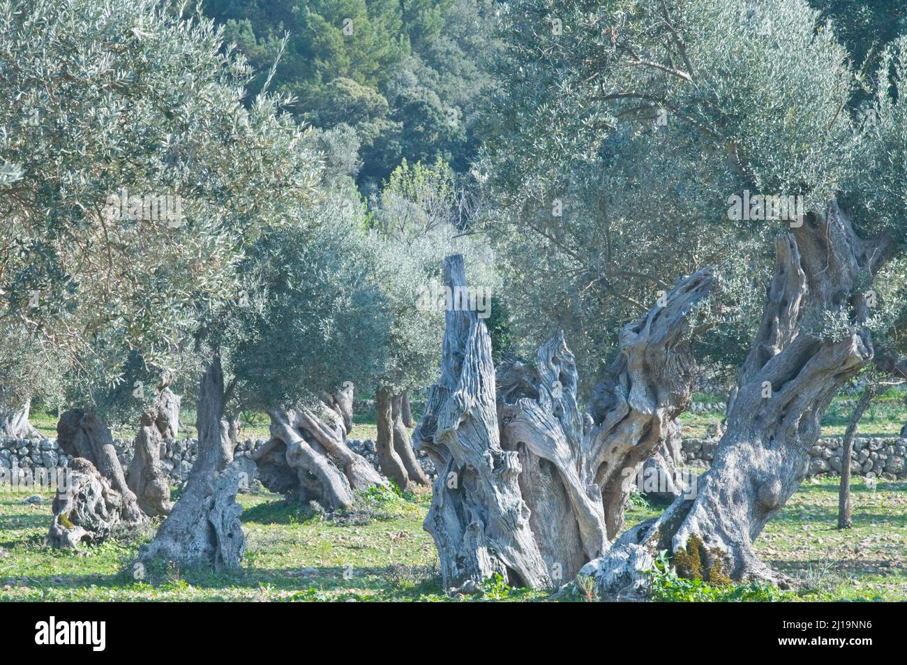 Olive (Olea europaea), Majorca, Spain Stock Photo - Alamy