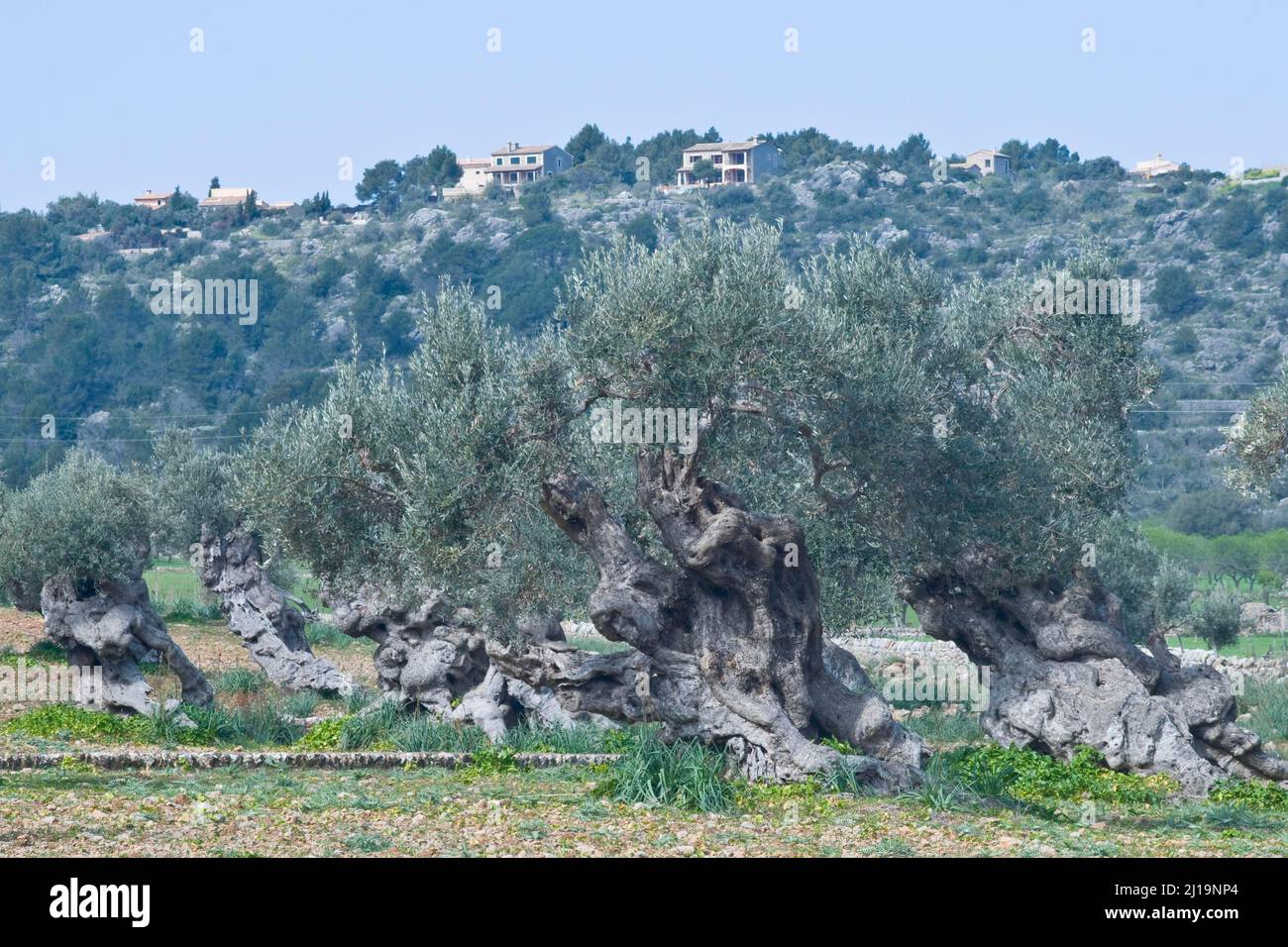 Olive (Olea europaea), Majorca, Spain Stock Photo - Alamy