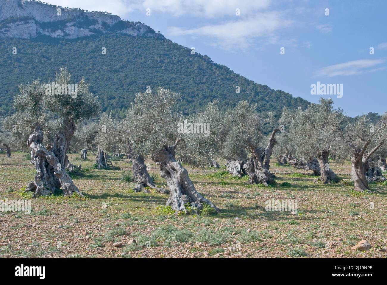 Olive (Olea europaea), Majorca, Spain Stock Photo - Alamy