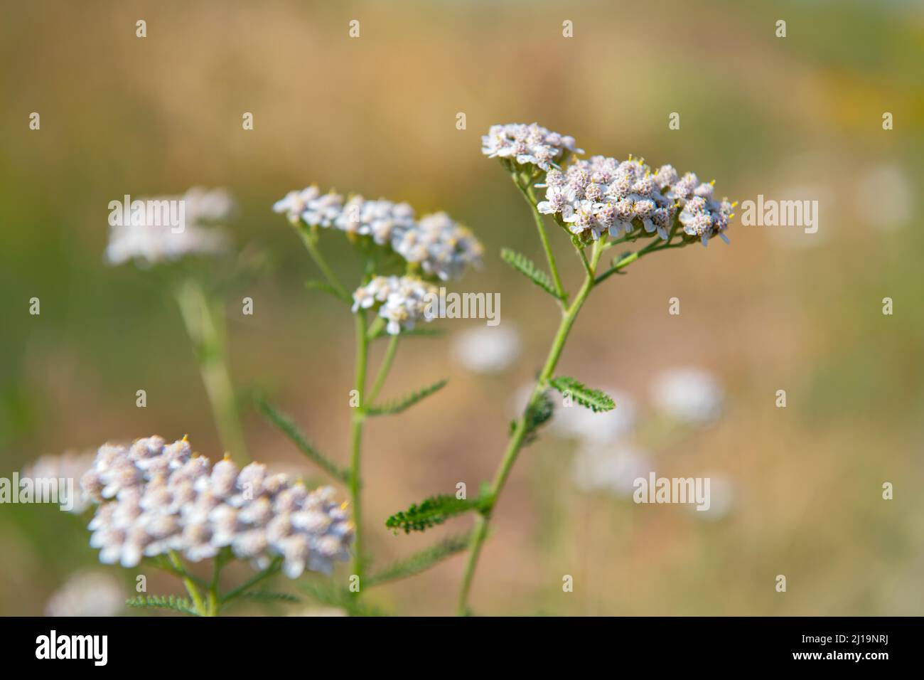 Common yarrow (Achillea millefolium), inflorescences in full bloom in ...