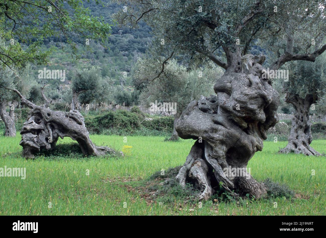Olive (Olea europaea), Majorca, Spain Stock Photo - Alamy