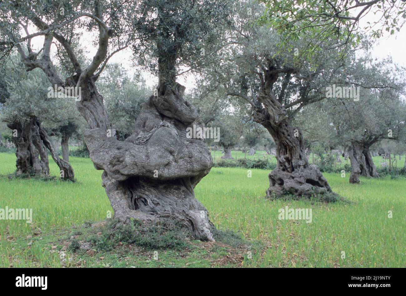 Olive (Olea europaea), Majorca, Spain Stock Photo - Alamy