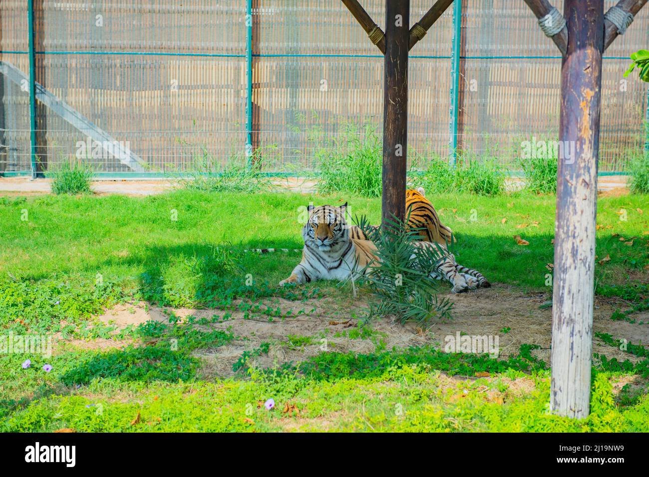 Bengal tiger lies under a tree in the zoo Stock Photo - Alamy