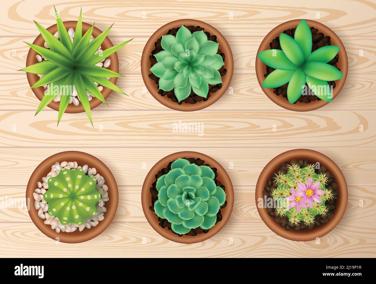 Colored isolated top view plant icon set with green flowers on wooden ...