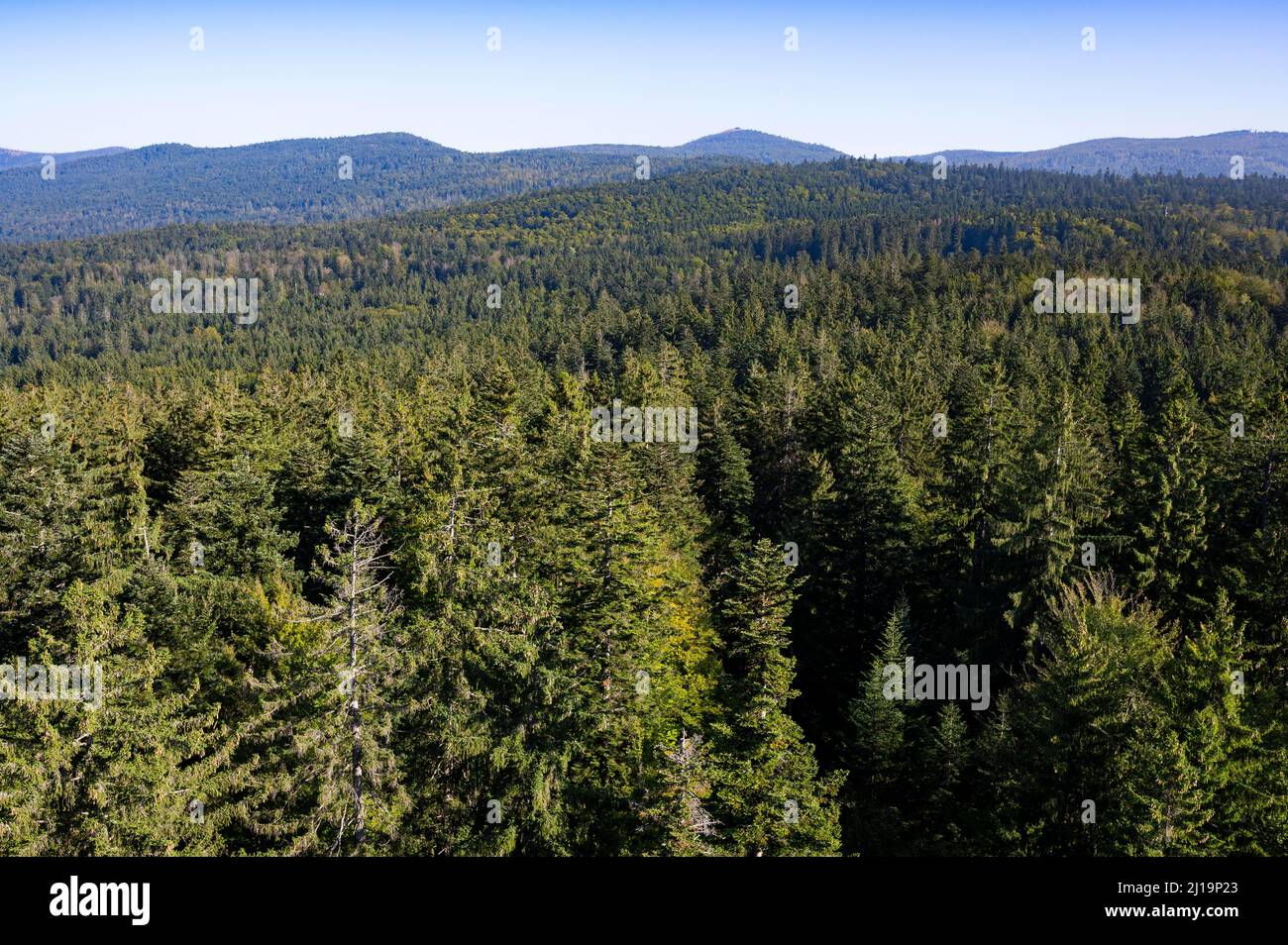 View from the tree top walk, Lusen in the back, Bavarian Forest ...