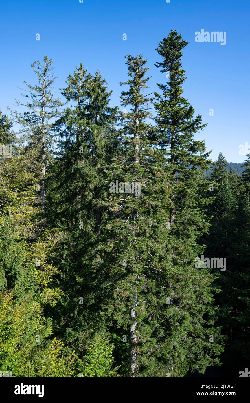 Picea abies treetop hi-res stock photography and images - Alamy