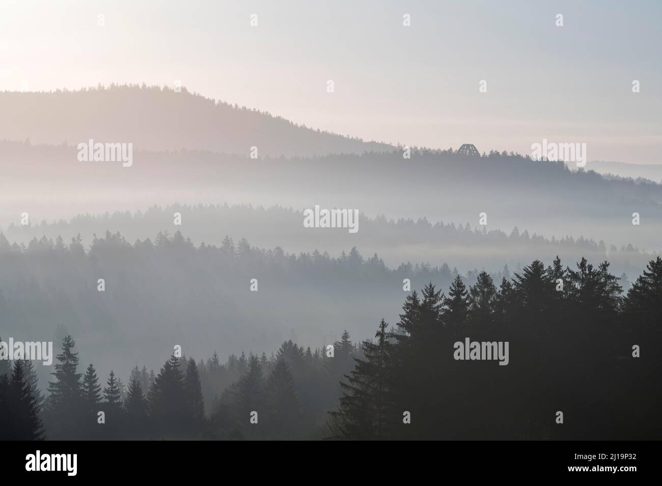 Morning mist in the Bavarian Forest, in the back the observation tower ...
