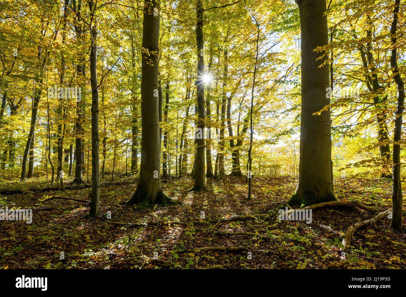 European beech forest, common beeches (Fagus sylvatica) in autumn, with ...