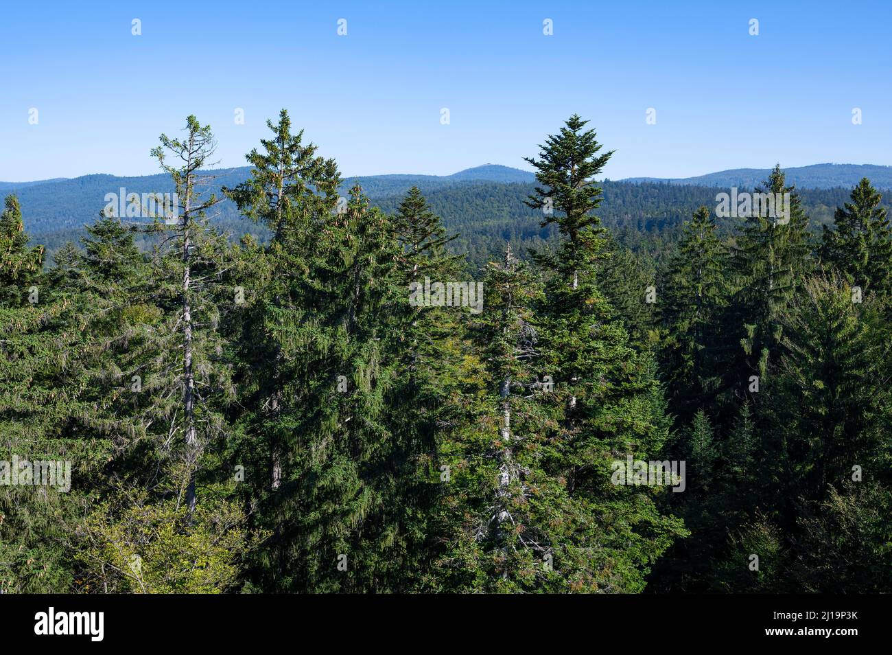 Picea abies treetop hi-res stock photography and images - Alamy