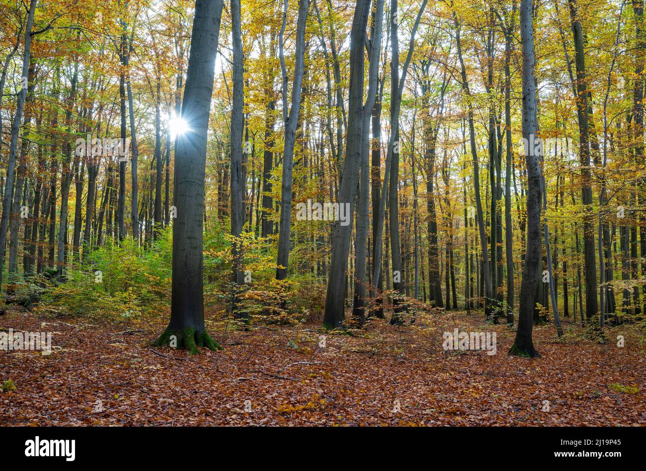 European beech forest, common beeches (Fagus sylvatica) in autumn, with ...