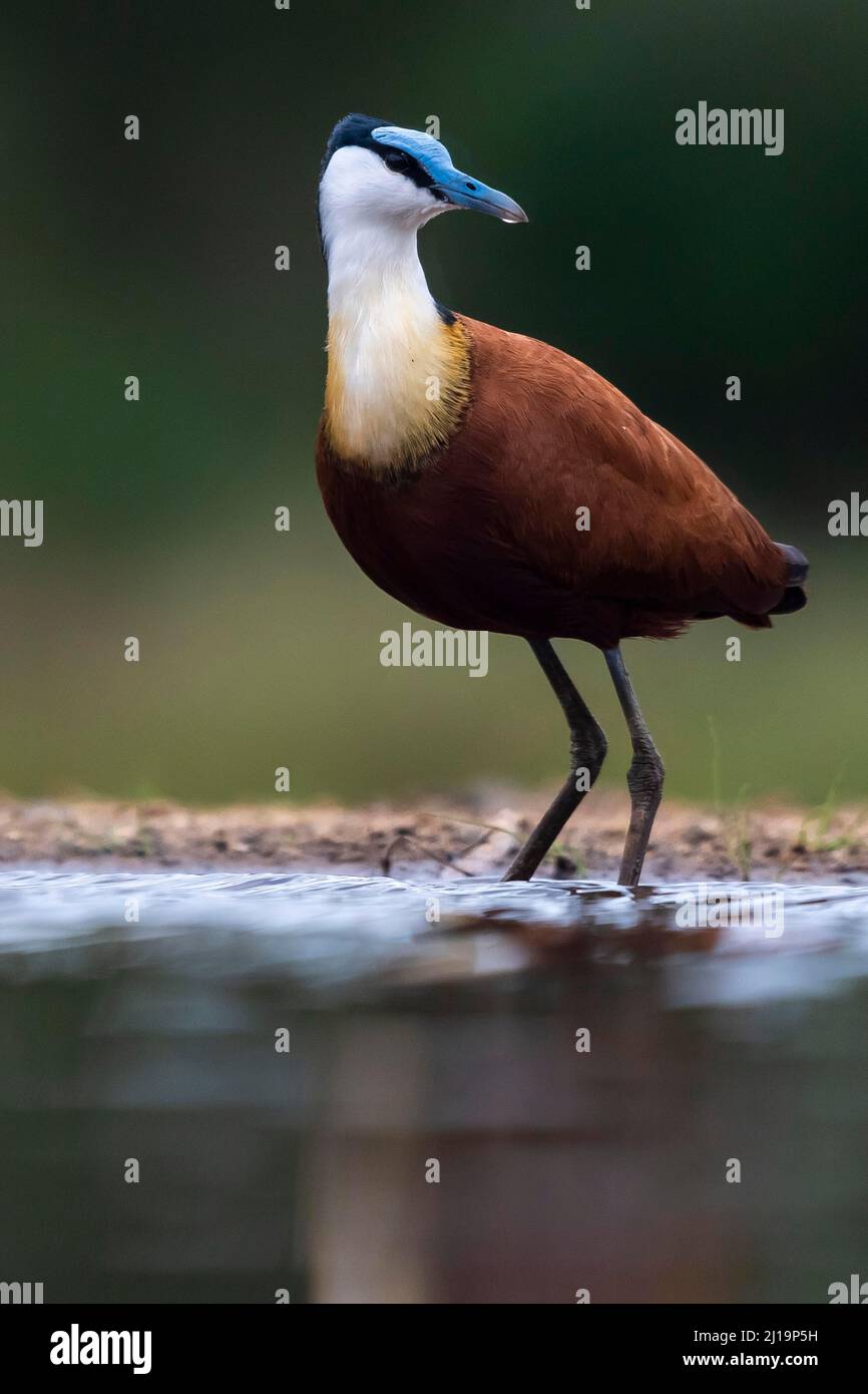 African jacana (Actophilornis africanus) Zimanga Game Reserve, KwaZulu ...