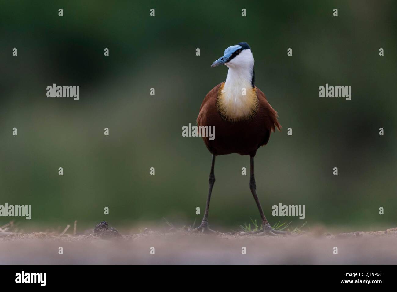 African jacana (Actophilornis africanus) Zimanga Game Reserve, KwaZulu ...