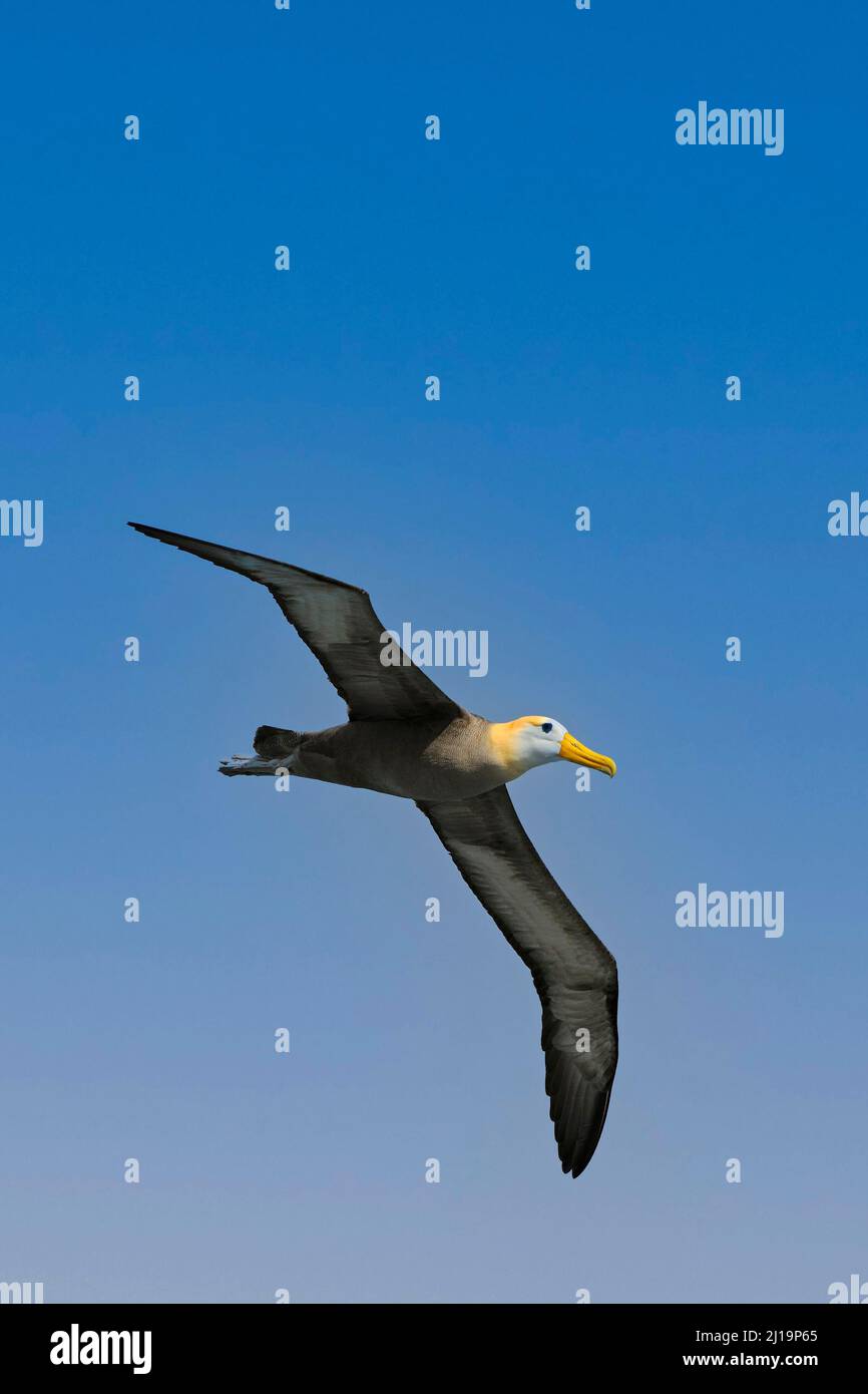 Waved albatross (Phoebastria irrorata) in flight, Espanola Island ...