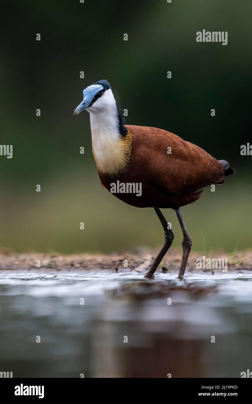 African jacana (Actophilornis africanus) Zimanga Game Reserve, KwaZulu ...
