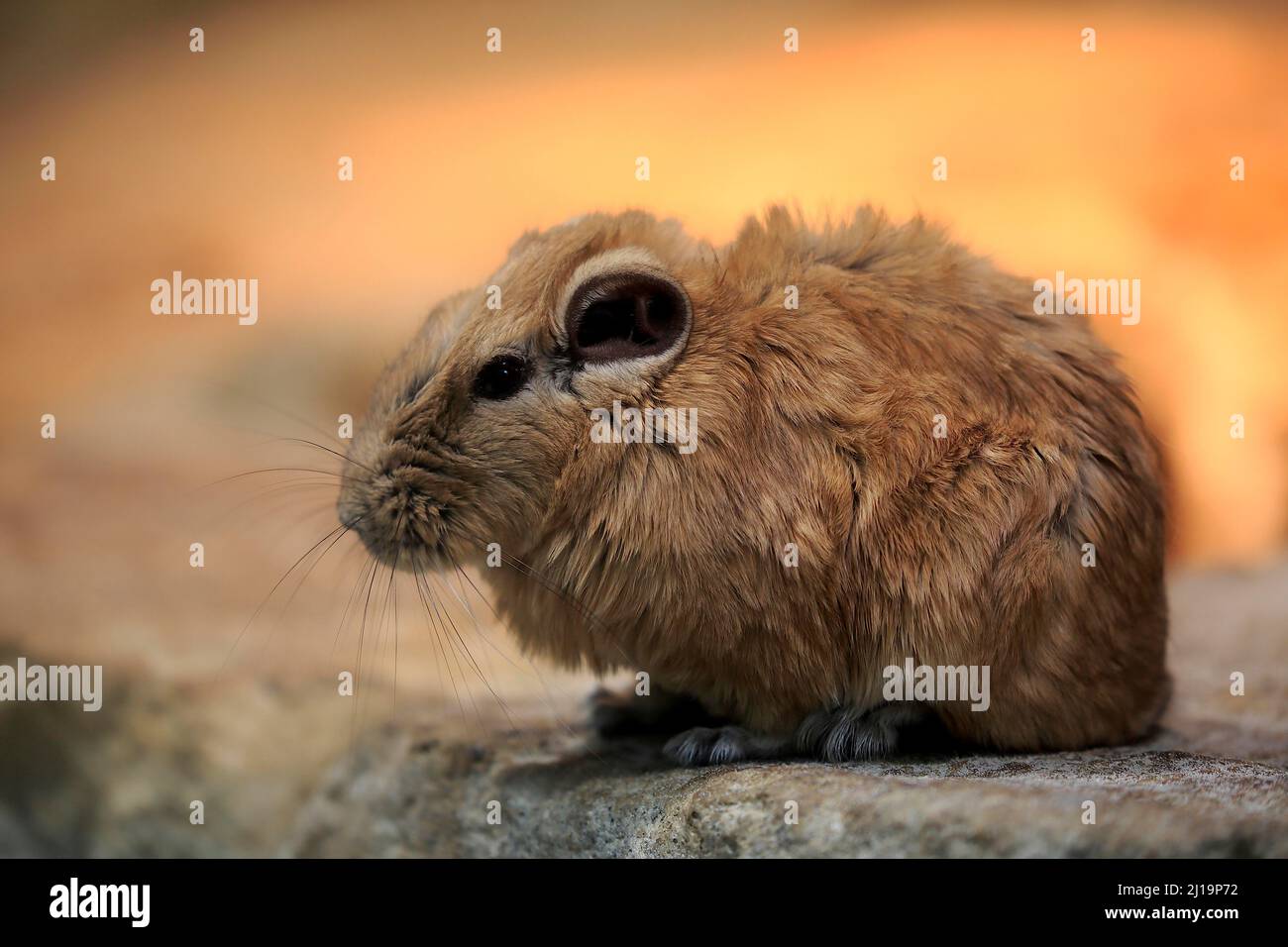 Gundi (Ctenodactylus gundi), adult on rocks, alert, captive, North ...
