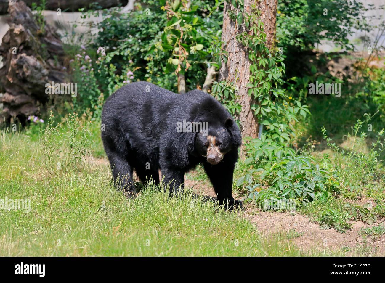 Bear about to run hi-res stock photography and images - Alamy