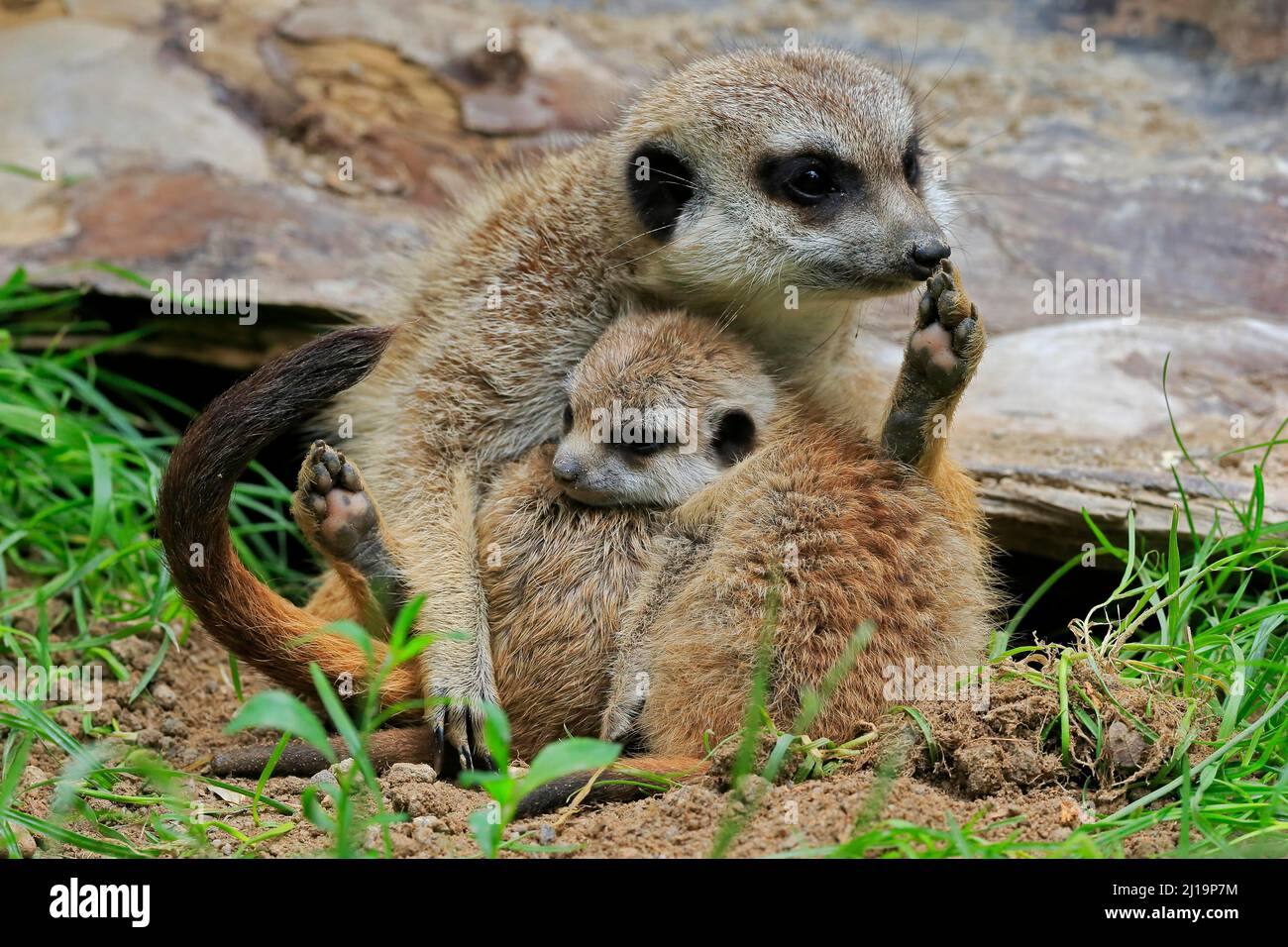 Meerkats (Suricata suricatta), adult, young, female, mother with young, social behaviour ...