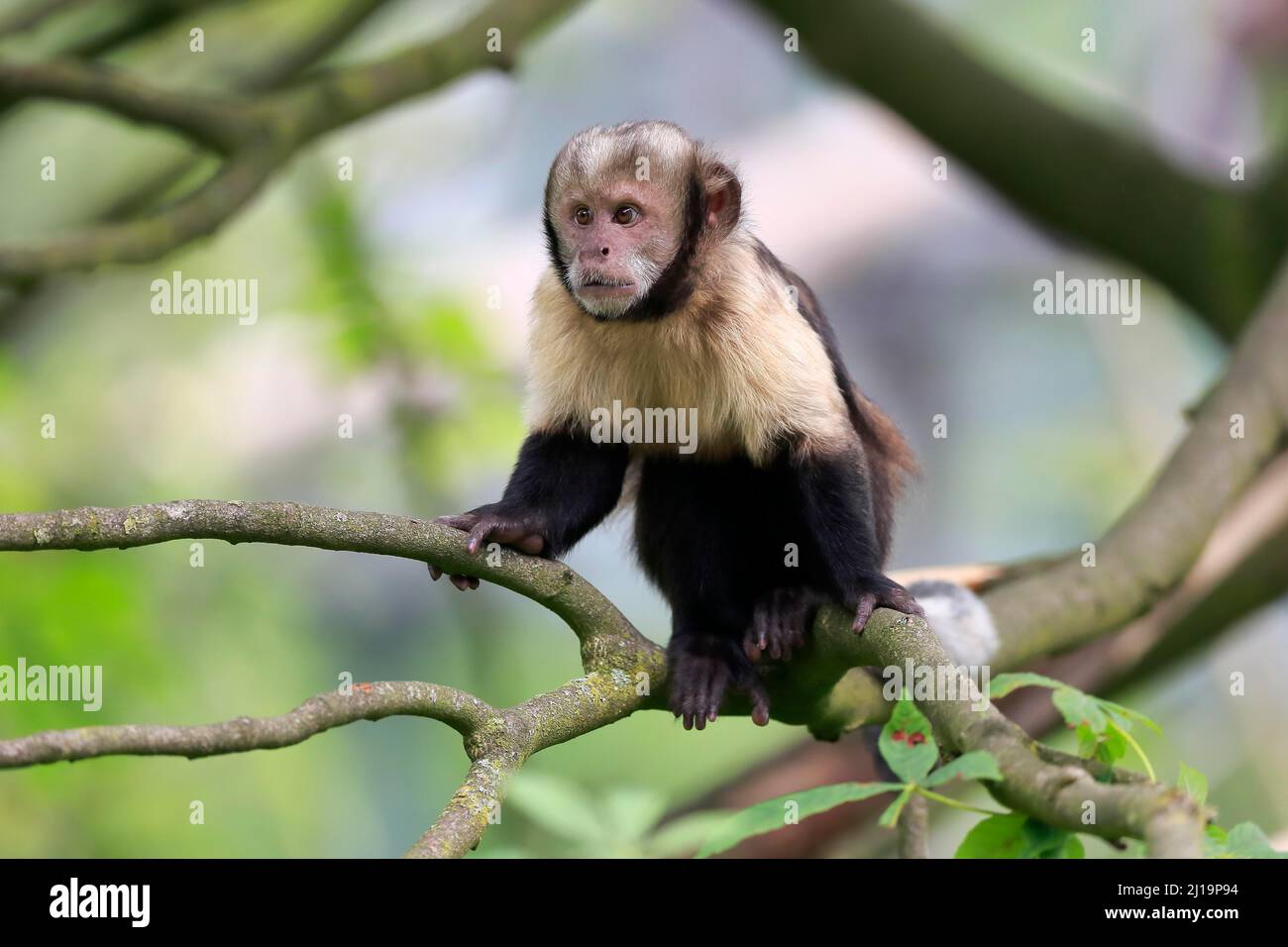 Golden-bellied capuchin (Sapajus xanthosternos), adult, on tree ...
