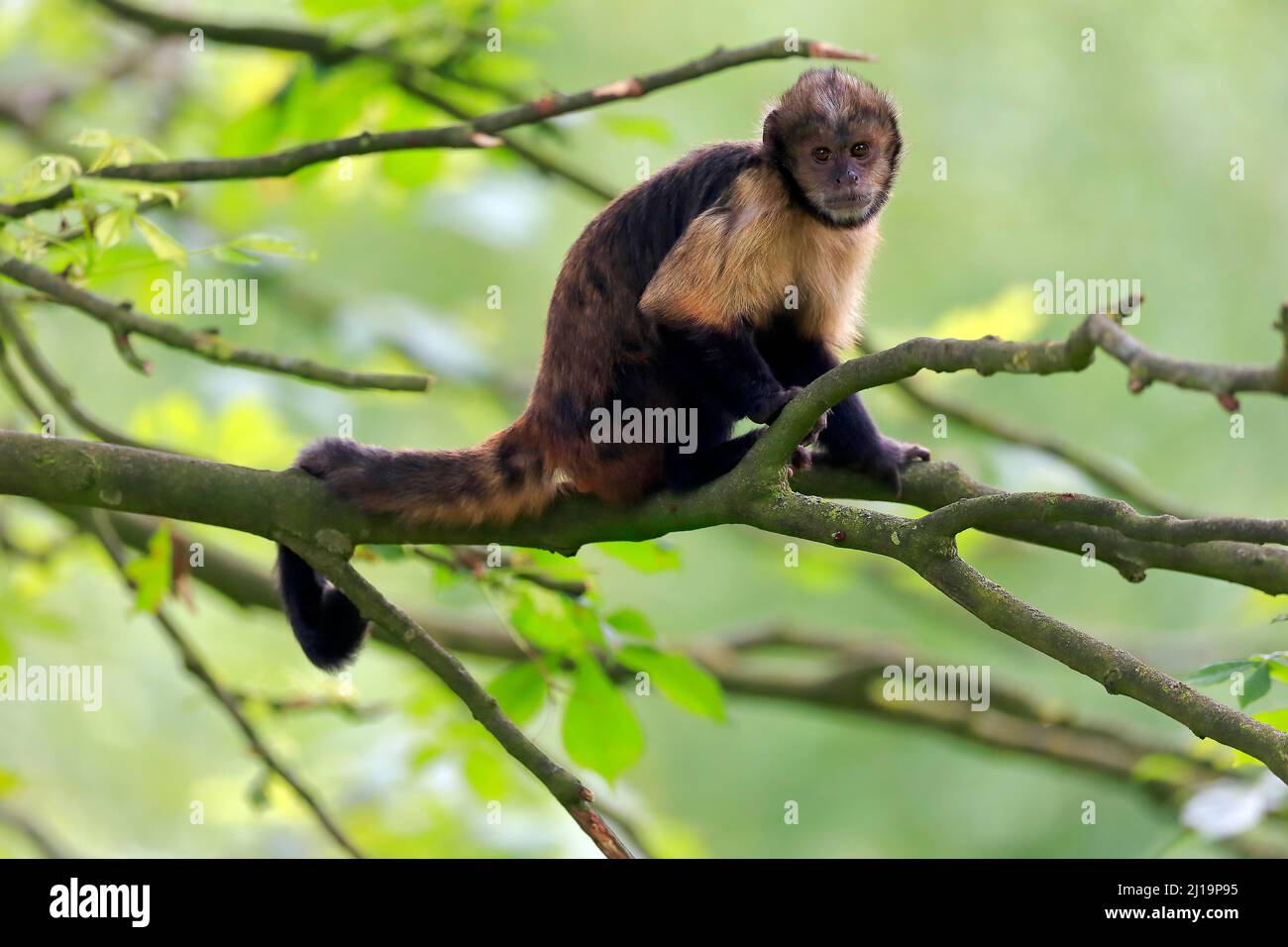 Golden-bellied capuchin (Sapajus xanthosternos), adult, on tree ...