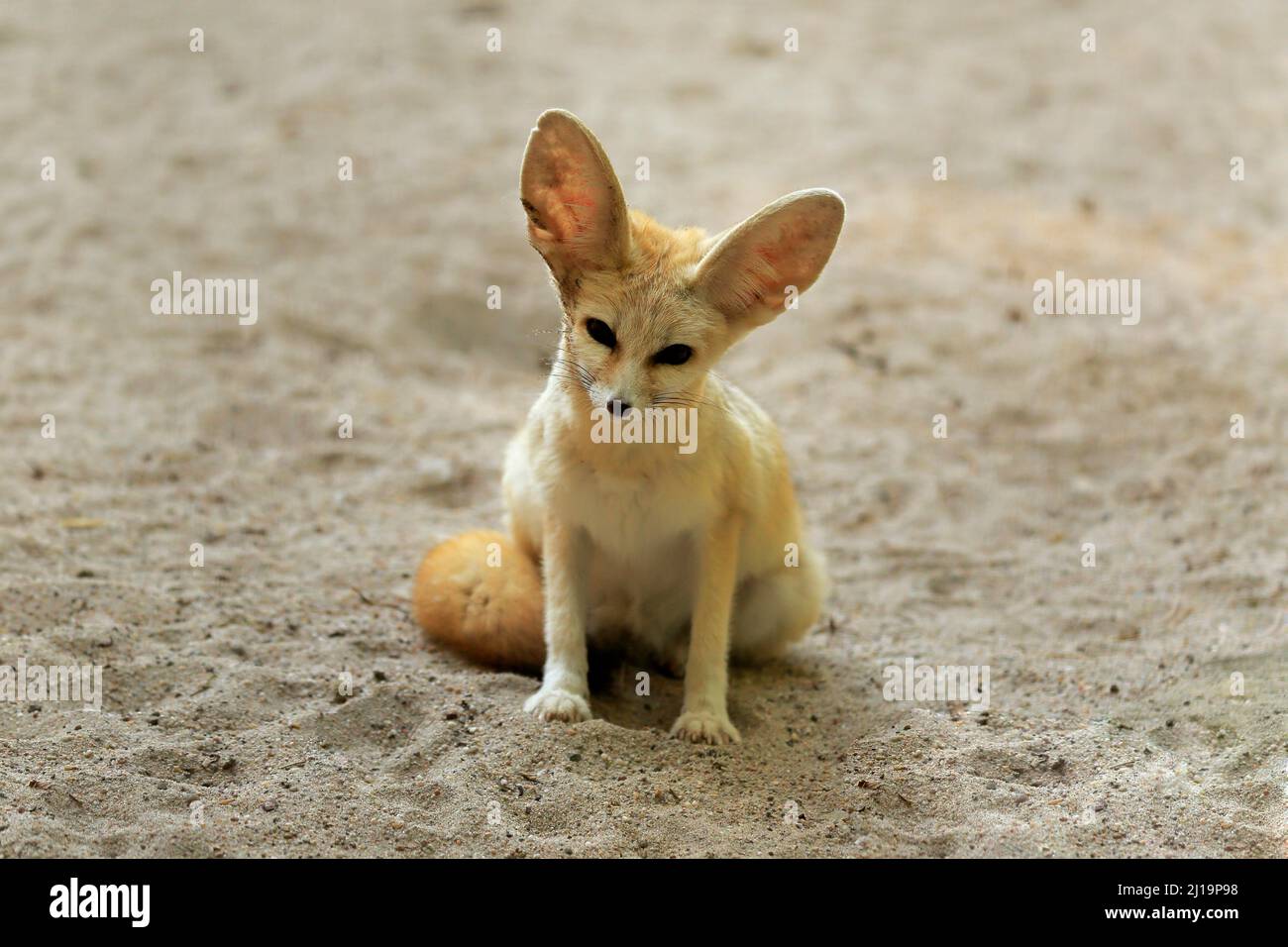Fennek, fennec fox (Vulpes zerda), adult, captive, North Africa Stock ...