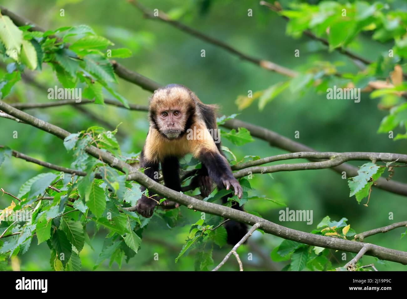 Golden-bellied capuchin (Sapajus xanthosternos), adult, on tree ...