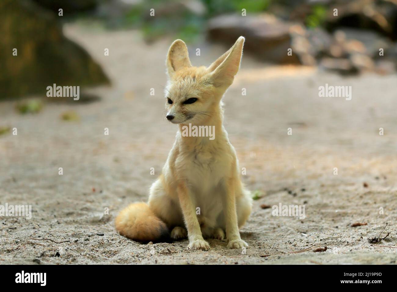 Fennek, fennec fox (Vulpes zerda), adult, captive, North Africa Stock ...