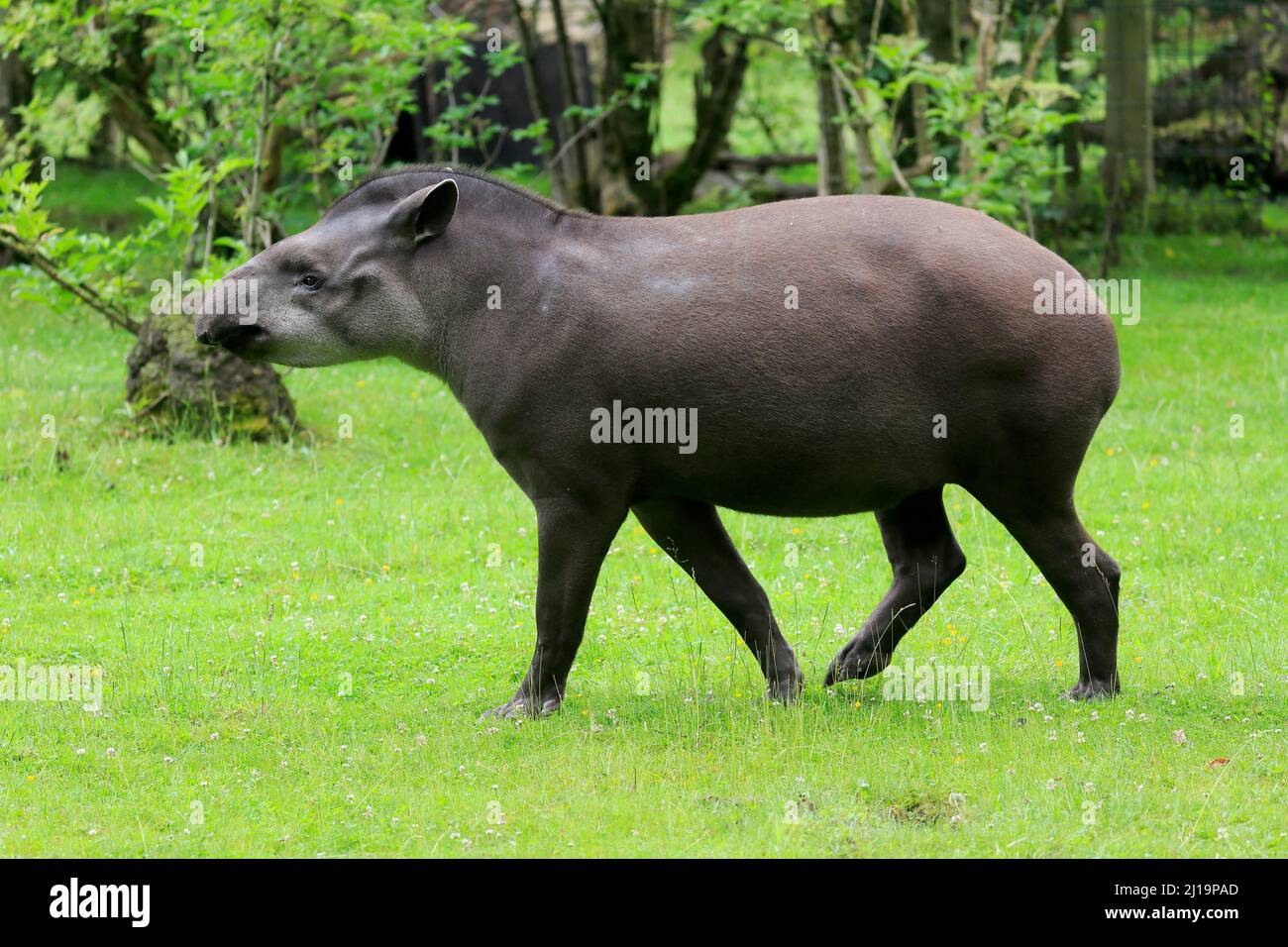 Lowland tapir (Tapirus terrestris), adult, running, captive Stock Photo ...