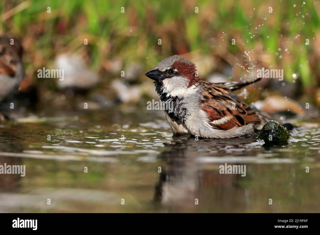 House sparrow (Passer domesticus), adult, male, bathing, in water ...