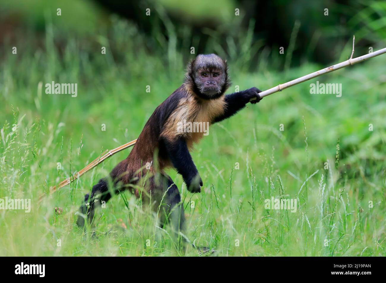 Golden-bellied capuchin (Sapajus xanthosternos), adult, running, used ...
