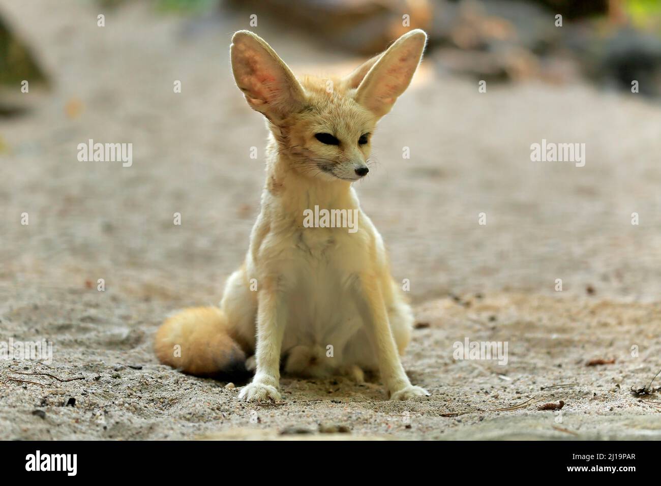 Fennek, fennec fox (Vulpes zerda), adult, captive, North Africa Stock ...