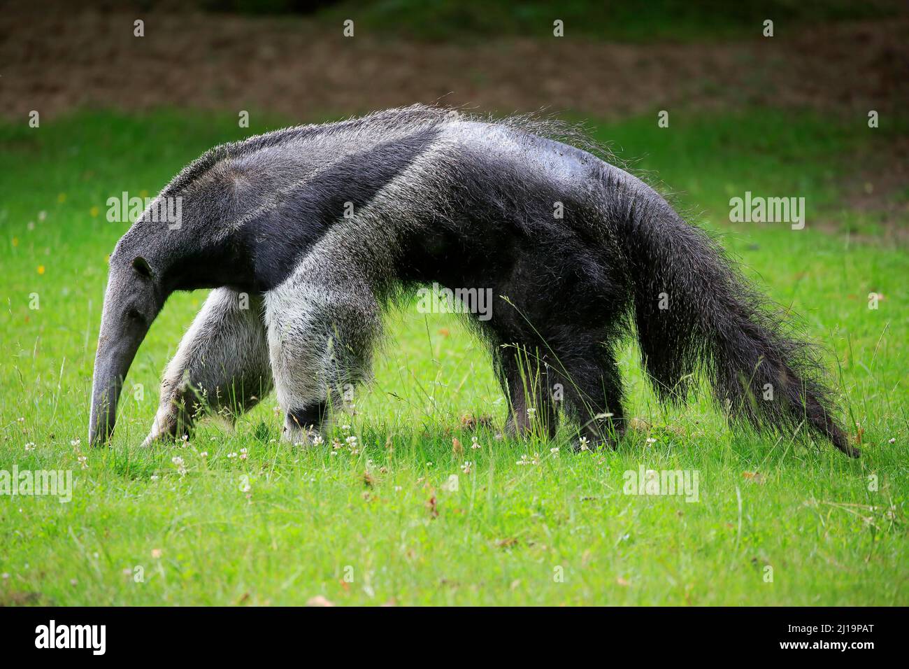Giant anteater (Myrmecophaga tridactyla), adult, foraging, captive ...