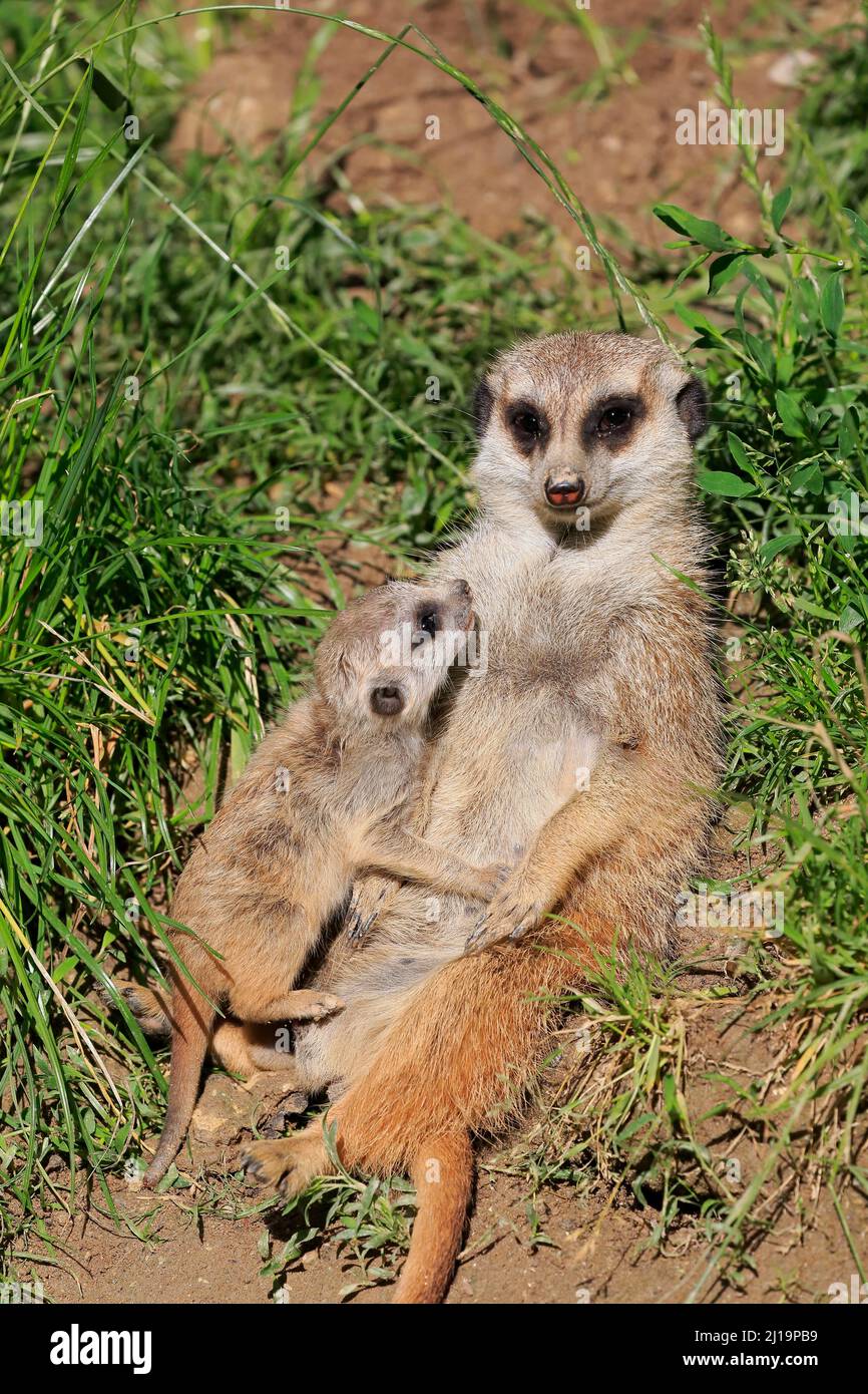 Meerkats social behavior hi-res stock photography and images - Alamy