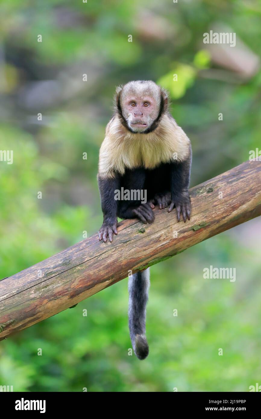 Golden Bellied Capuchin