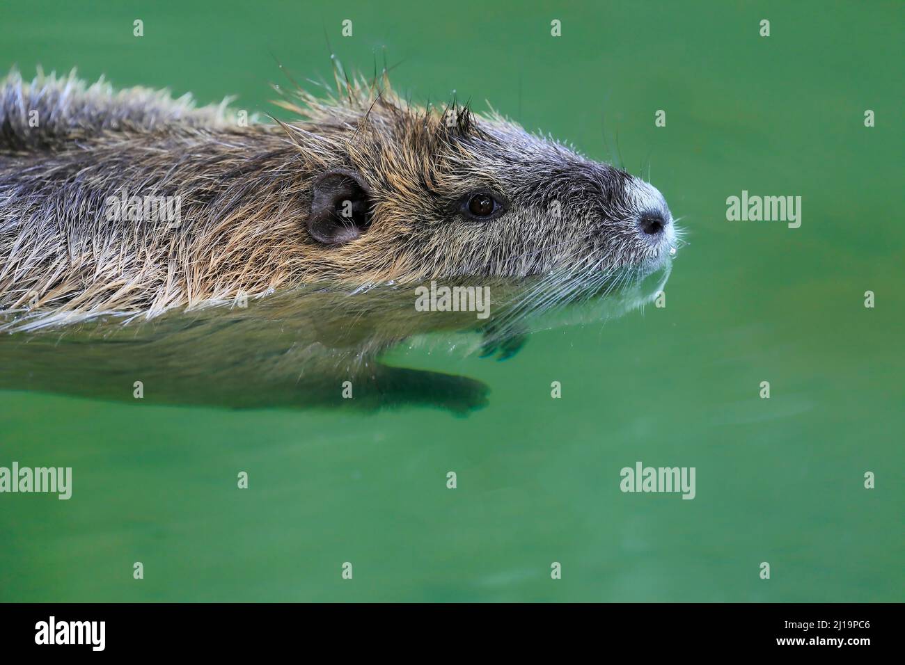 Nutria (Myocastor coypus), swimming, in water, portrait, captive Stock ...