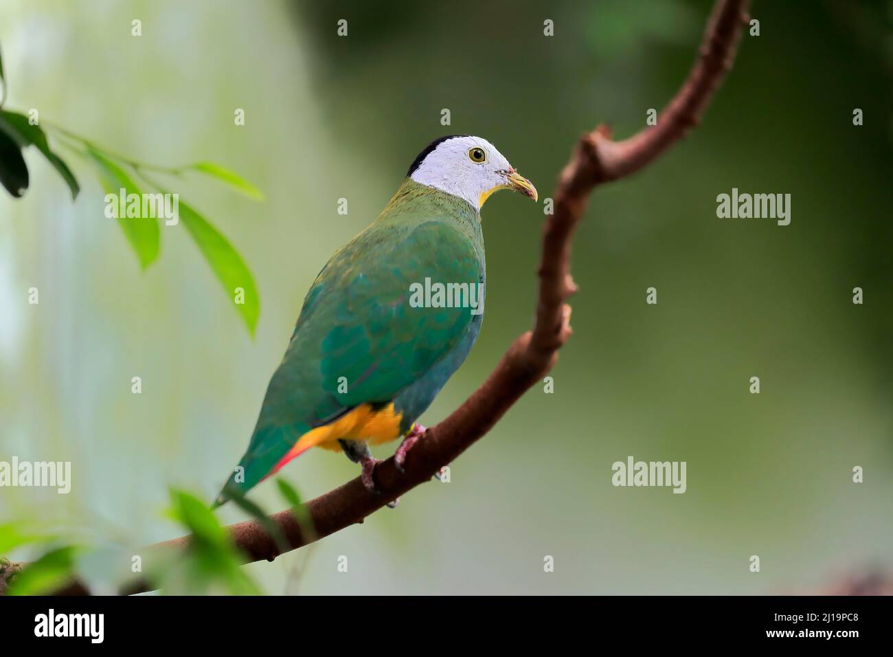 Black-naped fruit dove (Ptilinopus melanospilus), adult, male, perch ...