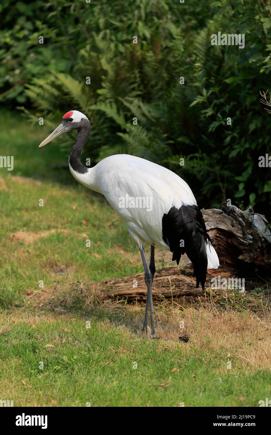 Red-crowned crane (Grus japonensis), adult, captive, China Stock Photo ...