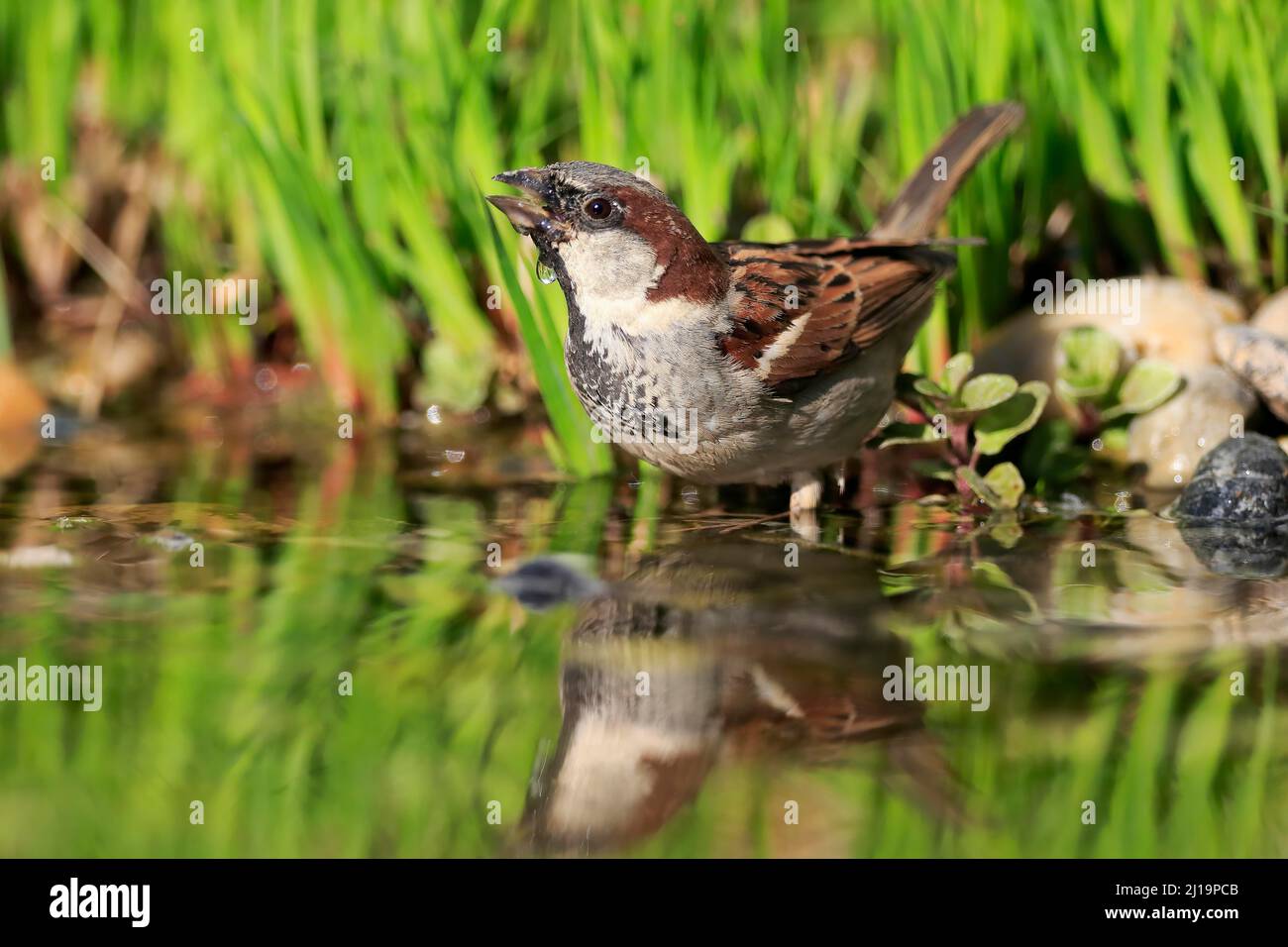 House sparrow (Passer domesticus), adult, male, bathing, in water ...