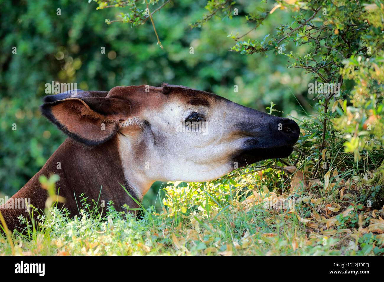 Okapi (Okapia johnstoni), adult, feeding, portrait, captive Stock Photo ...